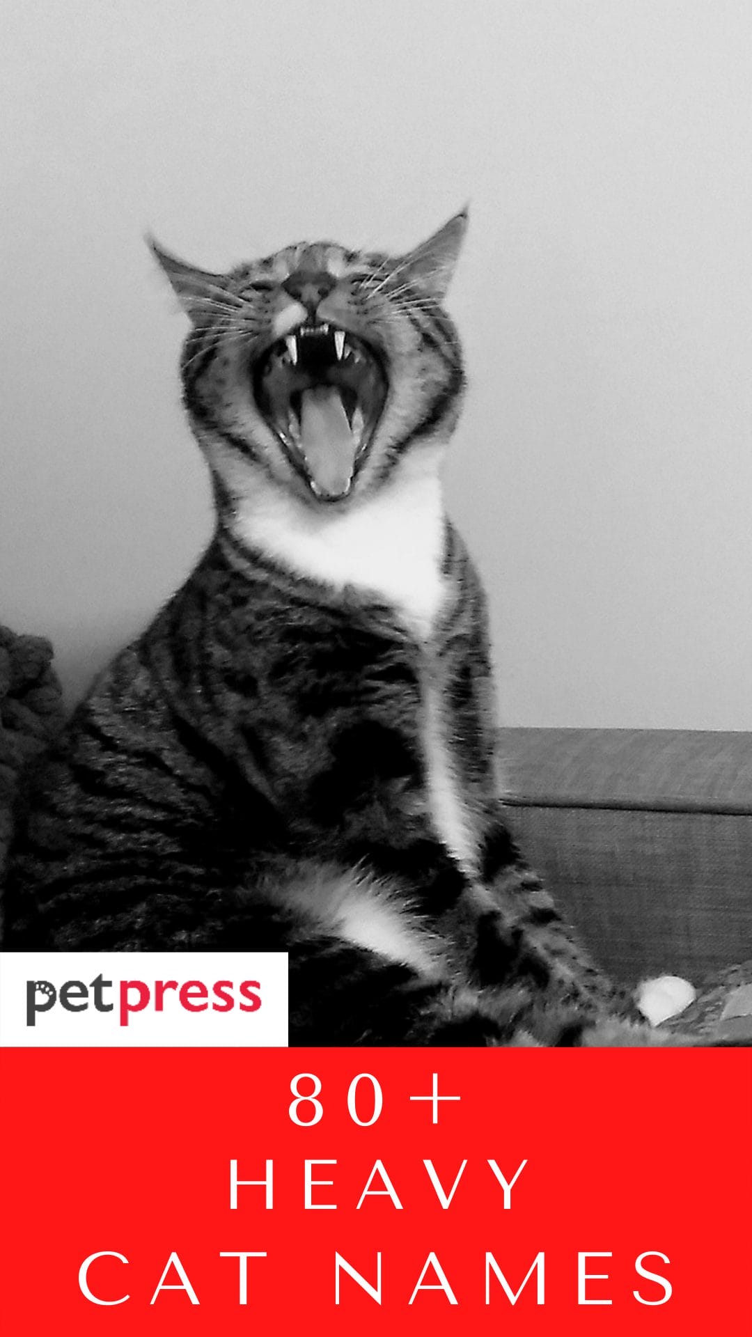 80+ Popular Heavy Metal Inspired Cat Names For Your Feline Friend