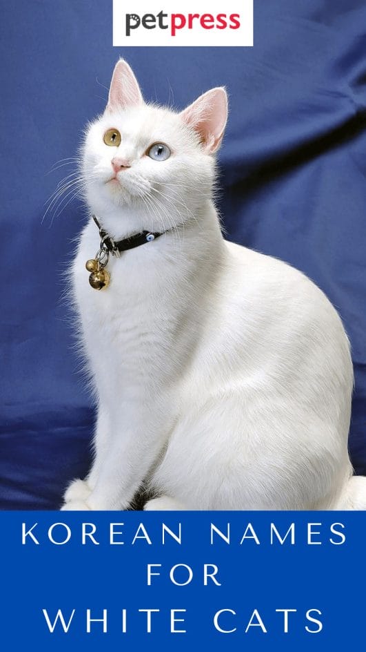 170+ Korean Cat Names for White Cats With Meanings For Your Kitten