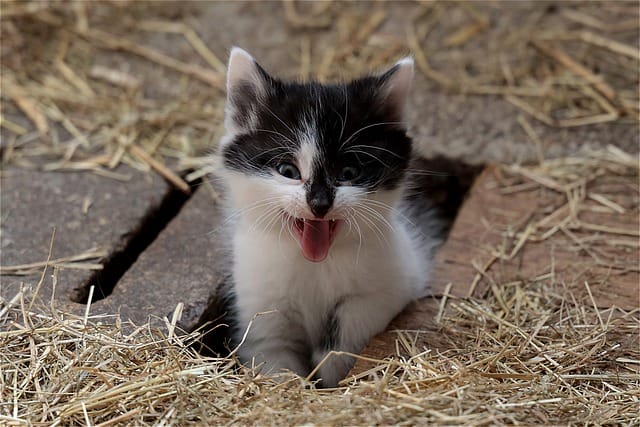 160 Cute Cat Names Meaning Small For Your Adorable Kitten