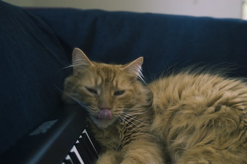 60 Best Country Music Inspired Cat Names For Your Kitten