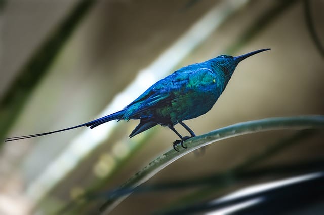 120+ Best Exotic Bird Names To Name Your Exotic Feather Friend