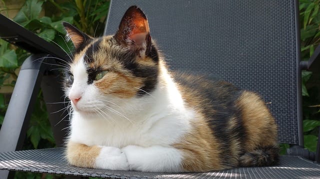 80+ Japanese Calico Cat Names - Unique Name Ideas For Calico Cats