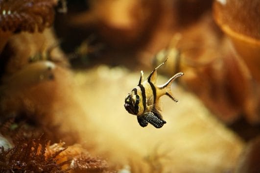 180+ Small Fish Names For Your Adorable Small Fishes