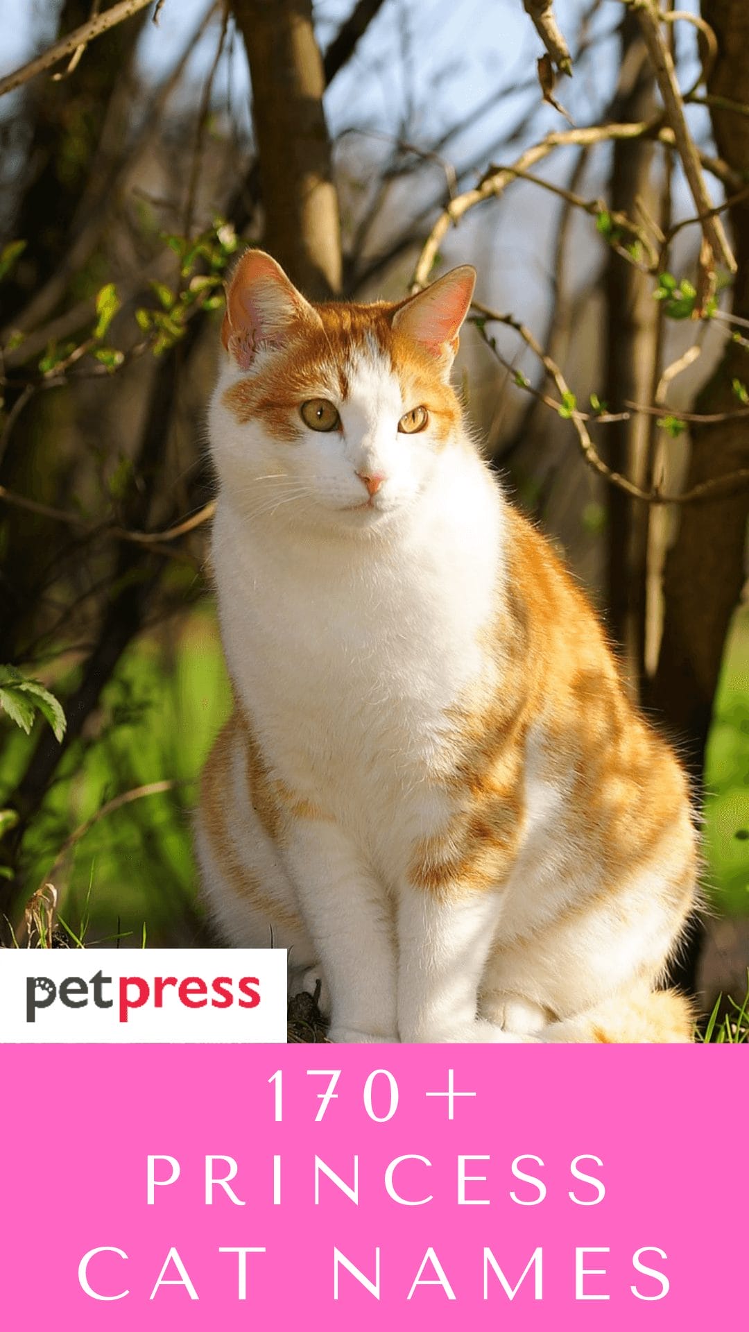 170+ Princess Cat Names - Cute Name Ideas For Your Female Kitten