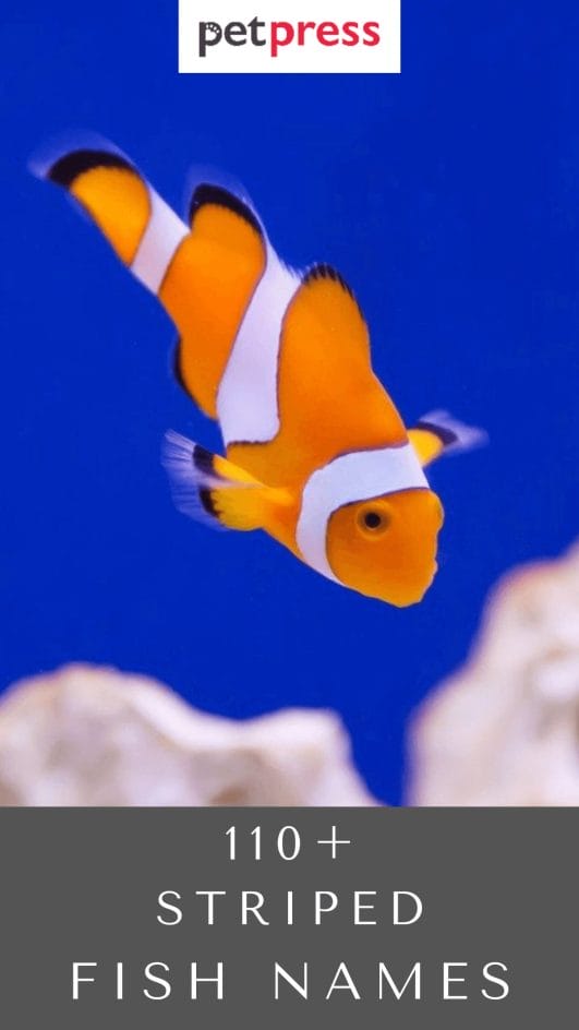 110+ Striped Fish Names - Best Name Ideas For Your Striped Pet Fish