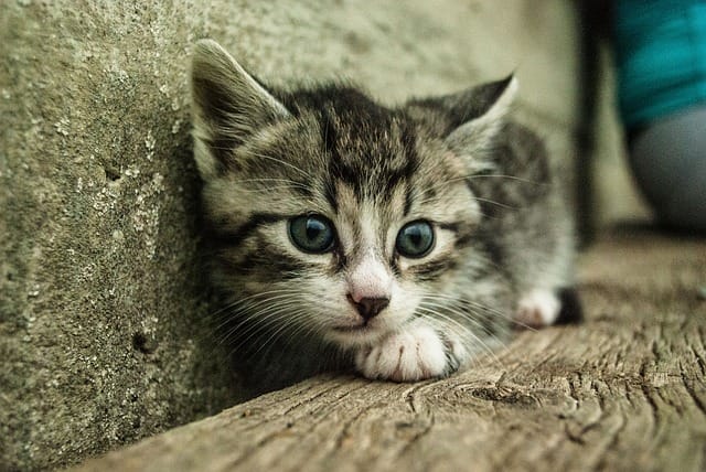 160 Cute Cat Names Meaning Small For Your Adorable Kitten