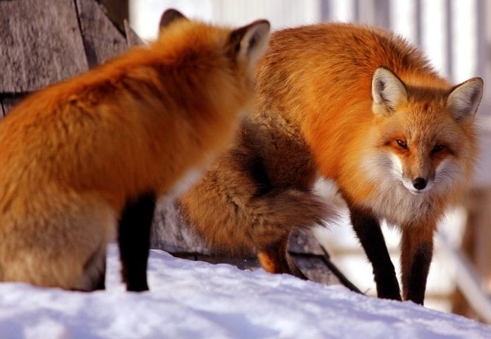 30+ Good & Cute Female Fox (Or Vixen) Names - PetPress