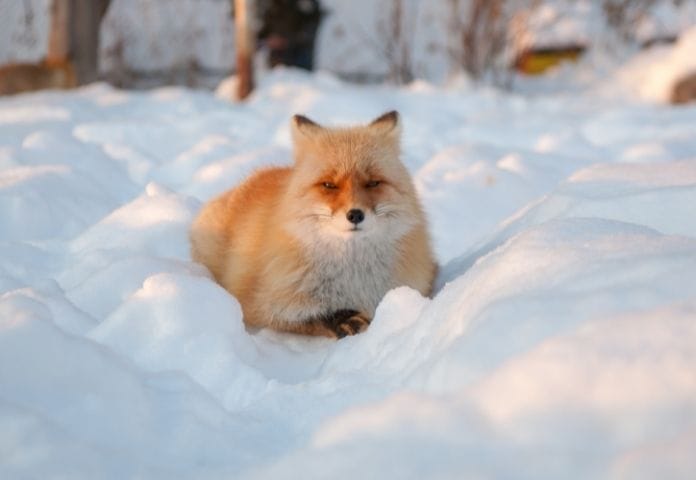 100+ Best Red Fox Names: List of Names for Red Foxes