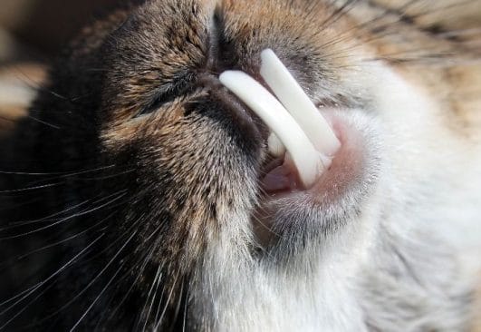 9 Interesting Facts About Rabbits That Are So Unique You Didn't Know