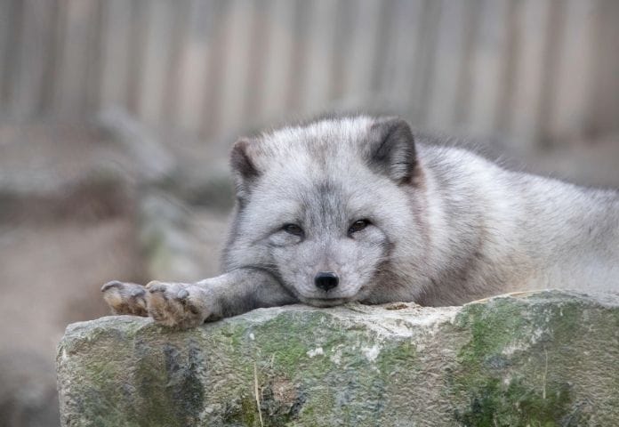 100+ Best Red Fox Names: List of Names for Red Foxes