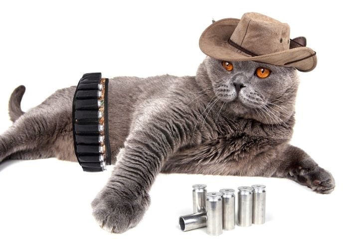 Best Western Cat Names: List of 300+ Western-Inspired Cat Names