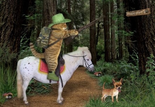 Best Western Cat Names: List of 300+ Western-Inspired Cat Names