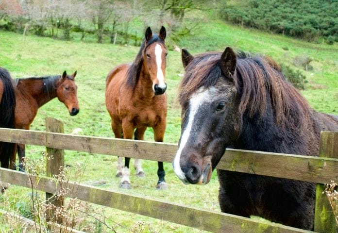 Strong Horse Names: 200+ Names For Strong, Tough, & Powerful Horses