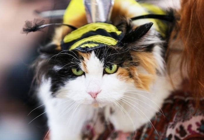 Top Boho Cat Names: 100+ Cool and Unique Names For A Pet Cat