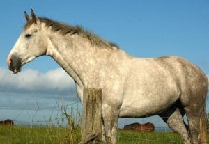 Fantastic Irish Horse Names: 200+ Great Names Ideas and Meanings