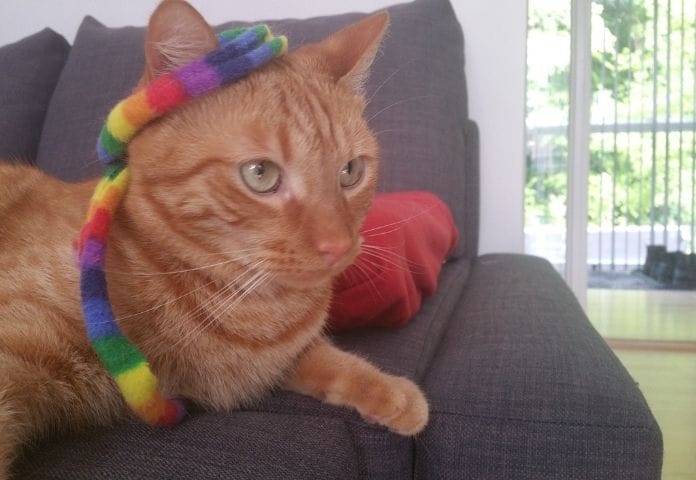 Top Boho Cat Names: 100+ Cool and Unique Names For A Pet Cat