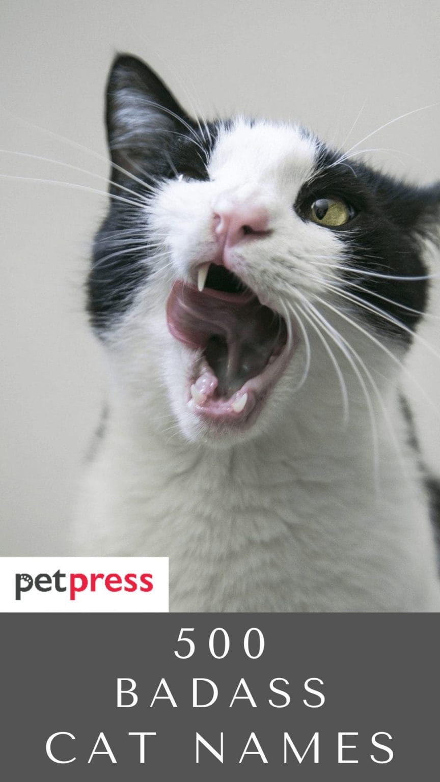 500 Badass Cat Names For Your Tough Pet Cats