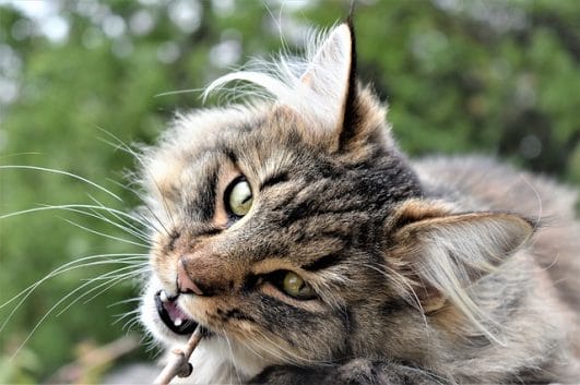 500 Badass Cat Names For Your Tough Pet Cats