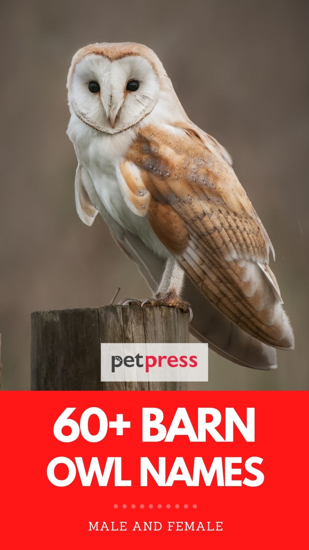 60 Barn Owl Names The Best List You ll Ever Find 60-barn-owl-names-the-best-list-you-ll-ever-find