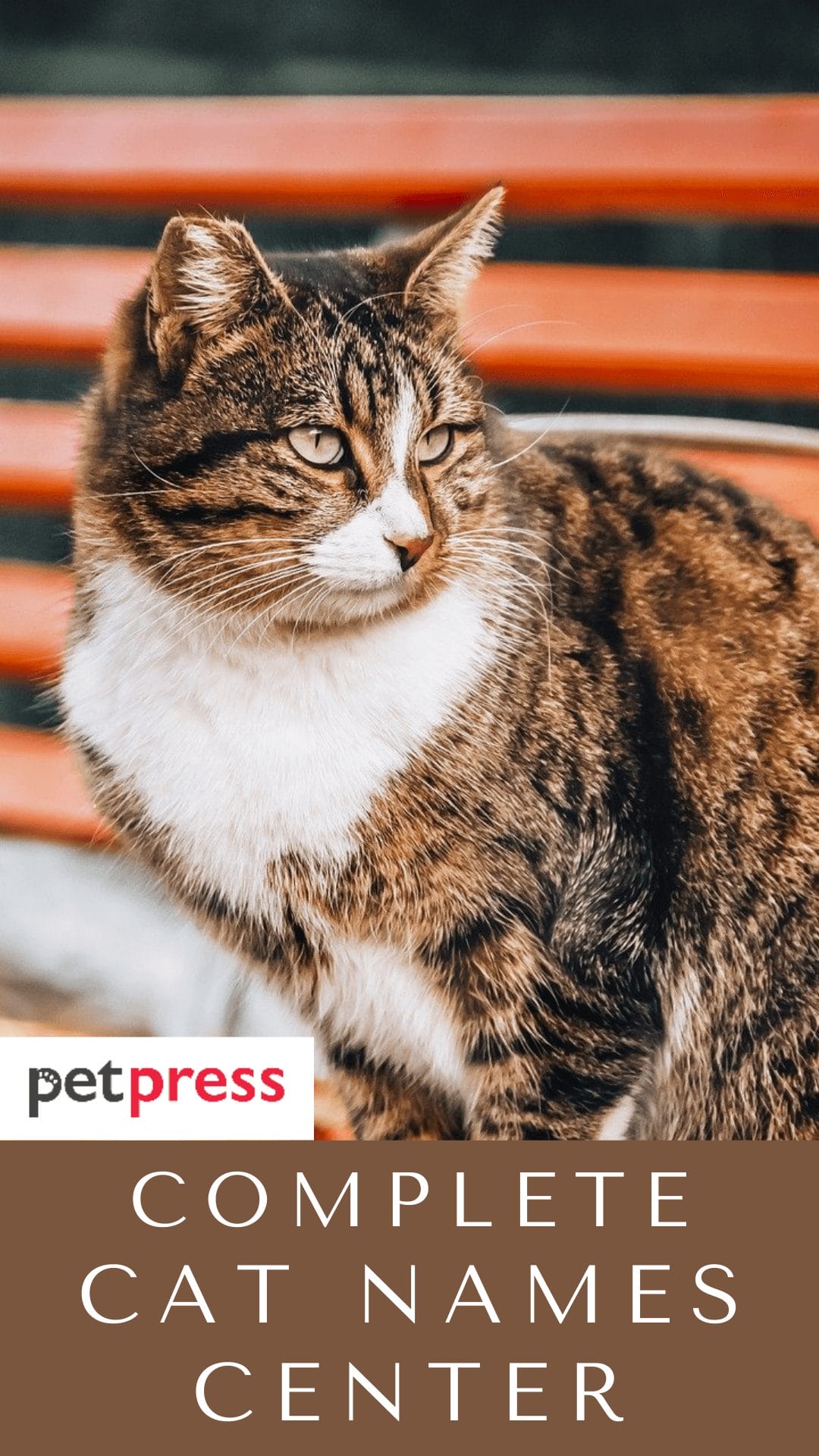 How To Name Your Cat - Tips On How To Name Your Pet Cats