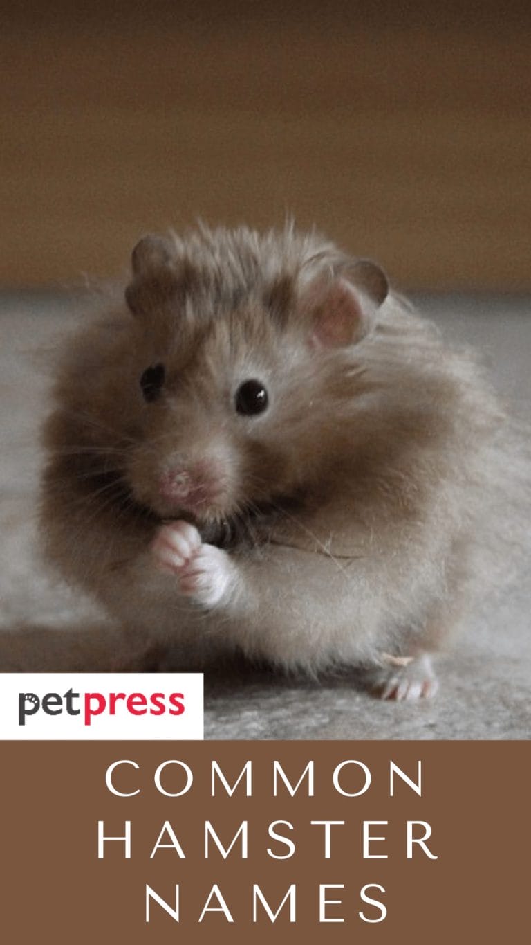 Common Hamster Names - 100 Name Ideas For Your Hamster