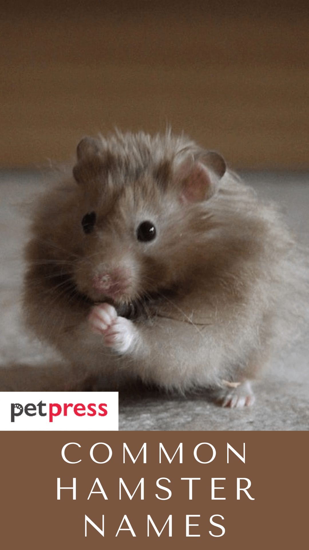 Common Hamster Names - 100 Name Ideas For Your Hamster