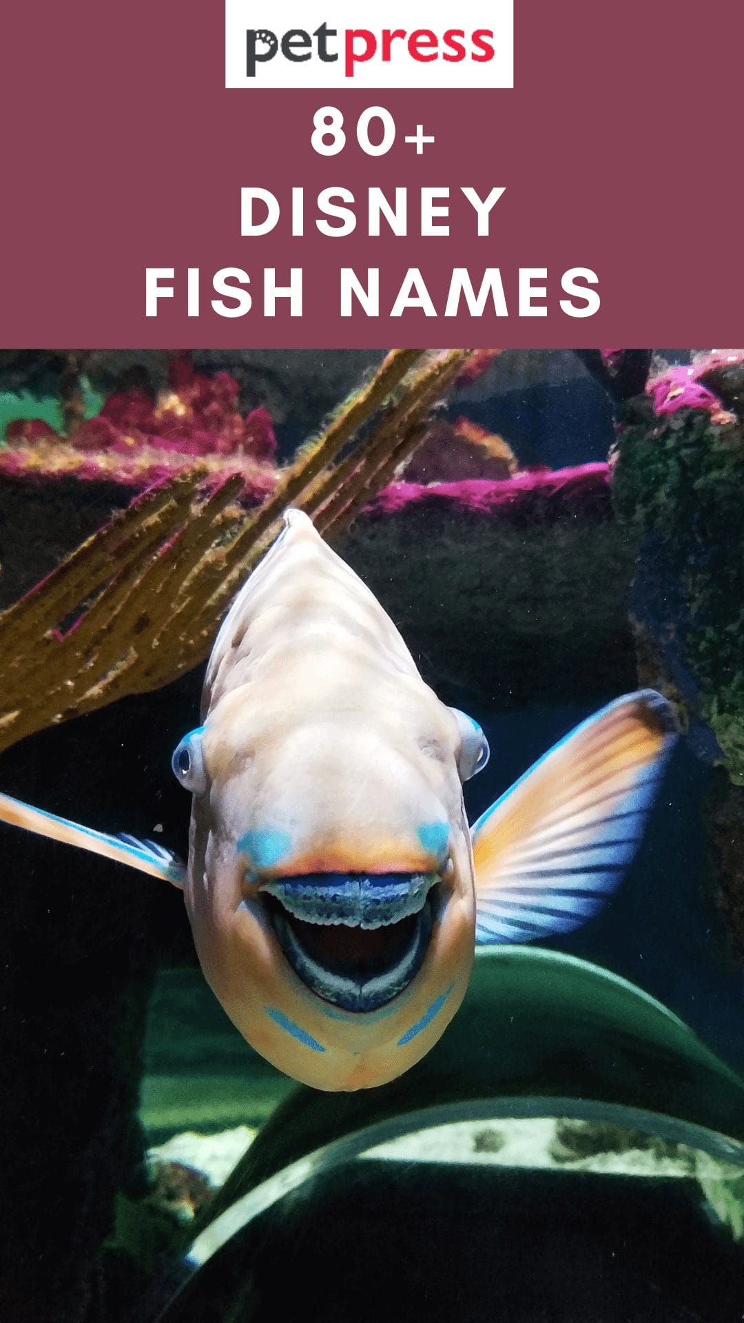 80+ Disney Fish Names - Famous Name Ideas For Your Pet Fish