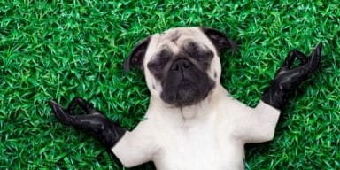 Top 10+ Funny Dog Swearing Memes That Will Make You Laugh