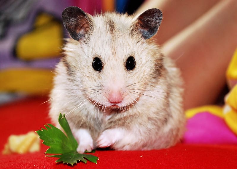 140+ Grey Hamster Names - Popular Name Ideas For Pet Grey Hamster