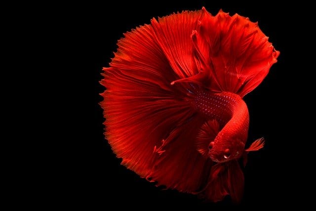 90+ Red Fish Names - Best Fish Name Ideas For Your Red Pet Fish