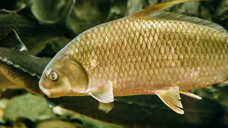 130+ Weird Fish Names - Unusual Fish Name Ideas For Your Pet Fishes