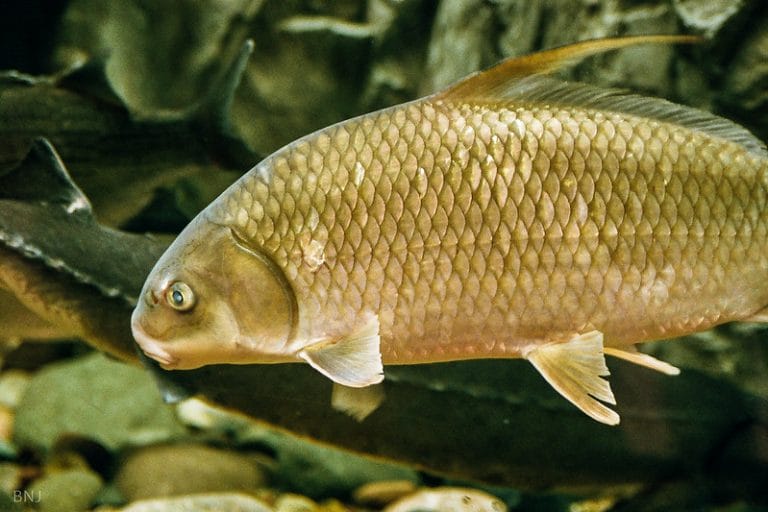 100+ Sucker Fish Names For Your Pet Sucker Fish