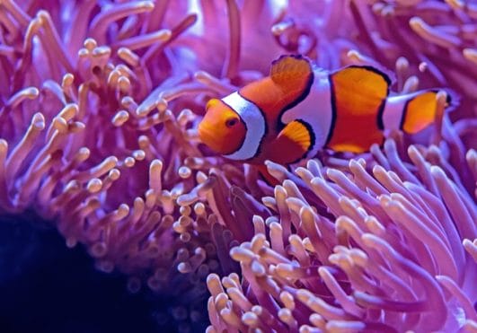 60+ Finding Nemo Inspired Fish Names For Your Pet Fishes