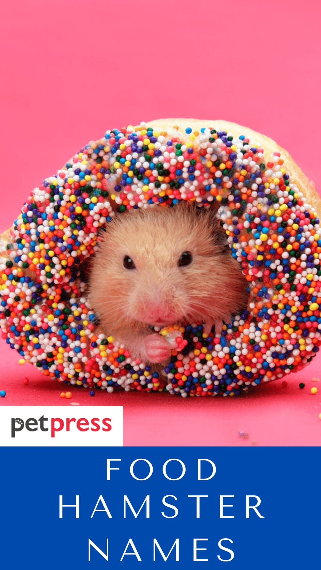 Food Inspired Hamster Names - 140 Unique Hamster Name Ideas