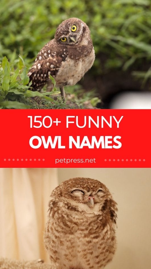 Top 150+ Funny Owl Names: List of Adorable and Funny Choices