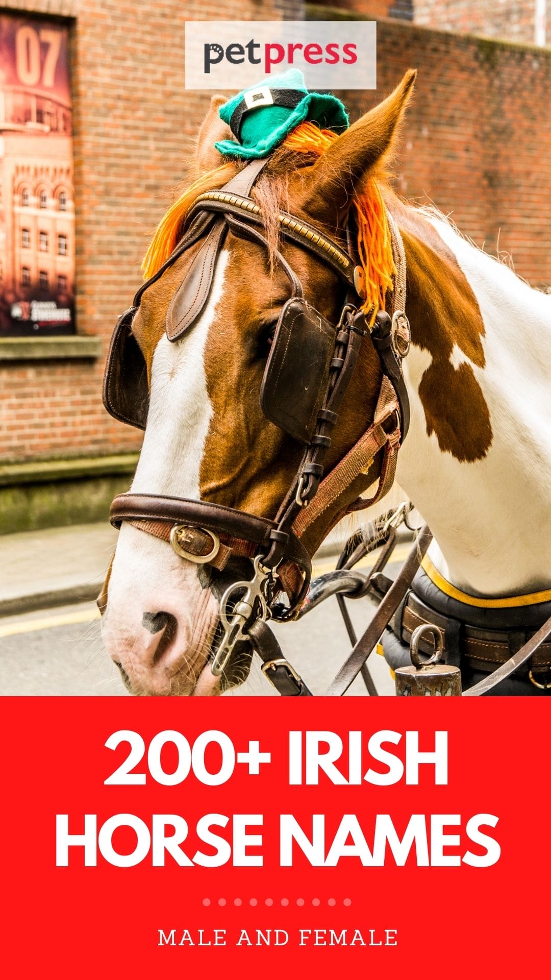 Fantastic Irish Horse Names: 200+ Great Names Ideas and Meanings