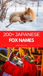 200+ Best Japanese Fox Names That Will Make Your Pet Stand Out