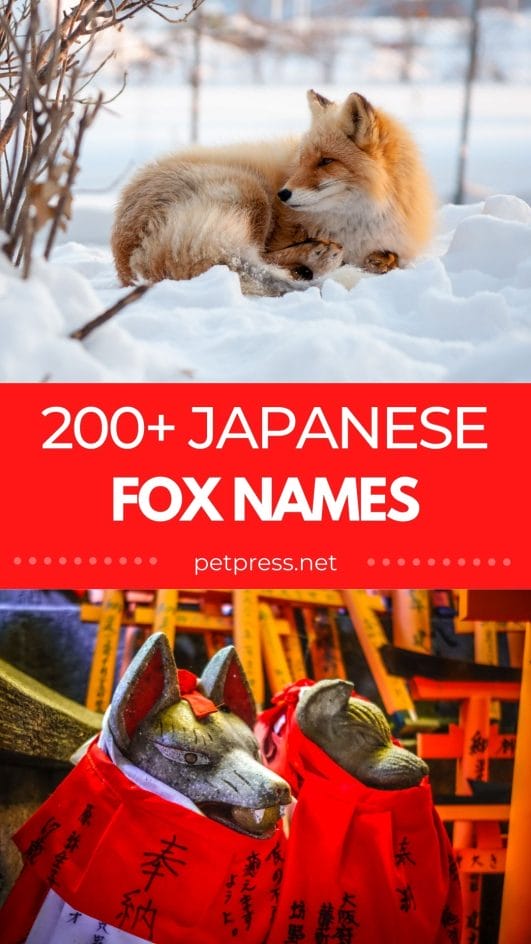 200+ Best Japanese Fox Names That Will Make Your Pet Stand Out
