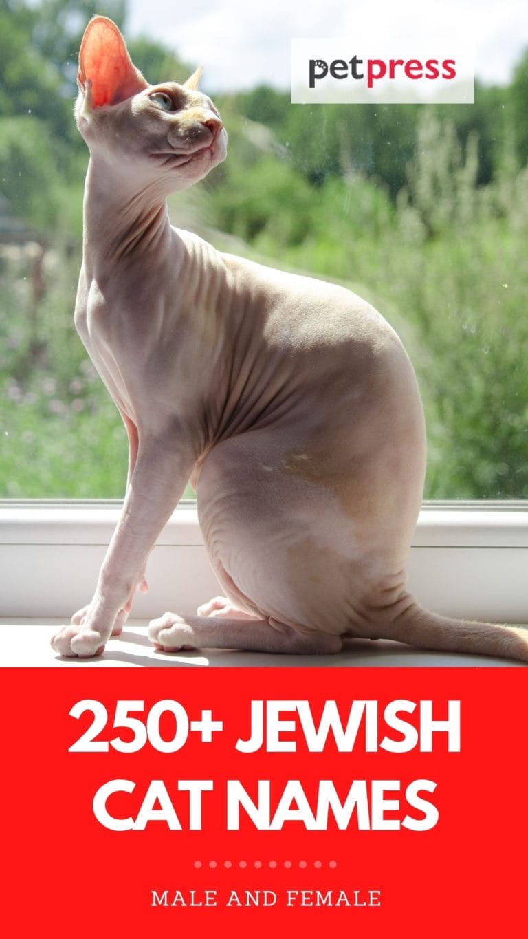 250+ Best Jewish Cat Names for Your New Kitten