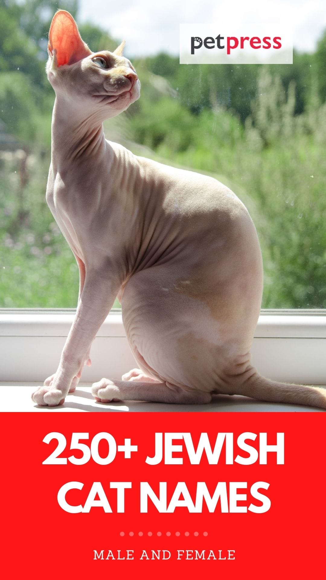 250+ Best Jewish Cat Names for Your New Kitten