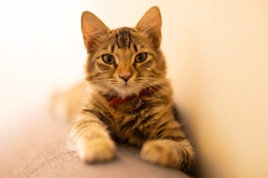 60 Lion King Inspired Cat Names - Famous Cat Name Ideas For Your Cat