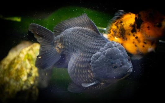 140+ Black Fish Names - Popular Name Ideas For Your Black Pet Fish