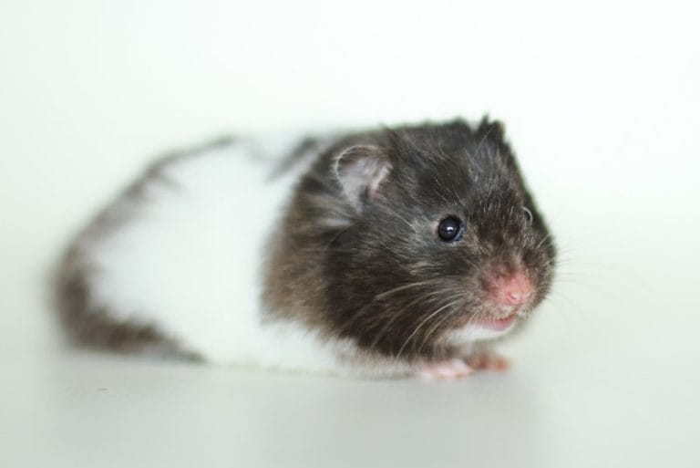 Black And White Hamster Names - 160+ Name Ideas For Your Cute Hamster