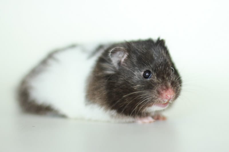 Black And White Hamster Names - 160+ Name Ideas For Your Cute Hamster