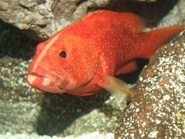 90+ Red Fish Names - Best Fish Name Ideas For Your Red Pet Fish
