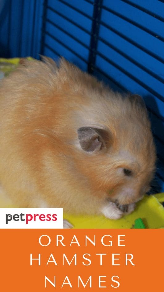 Orange Hamster Names - 170+ Name Ideas For Orange Hamster