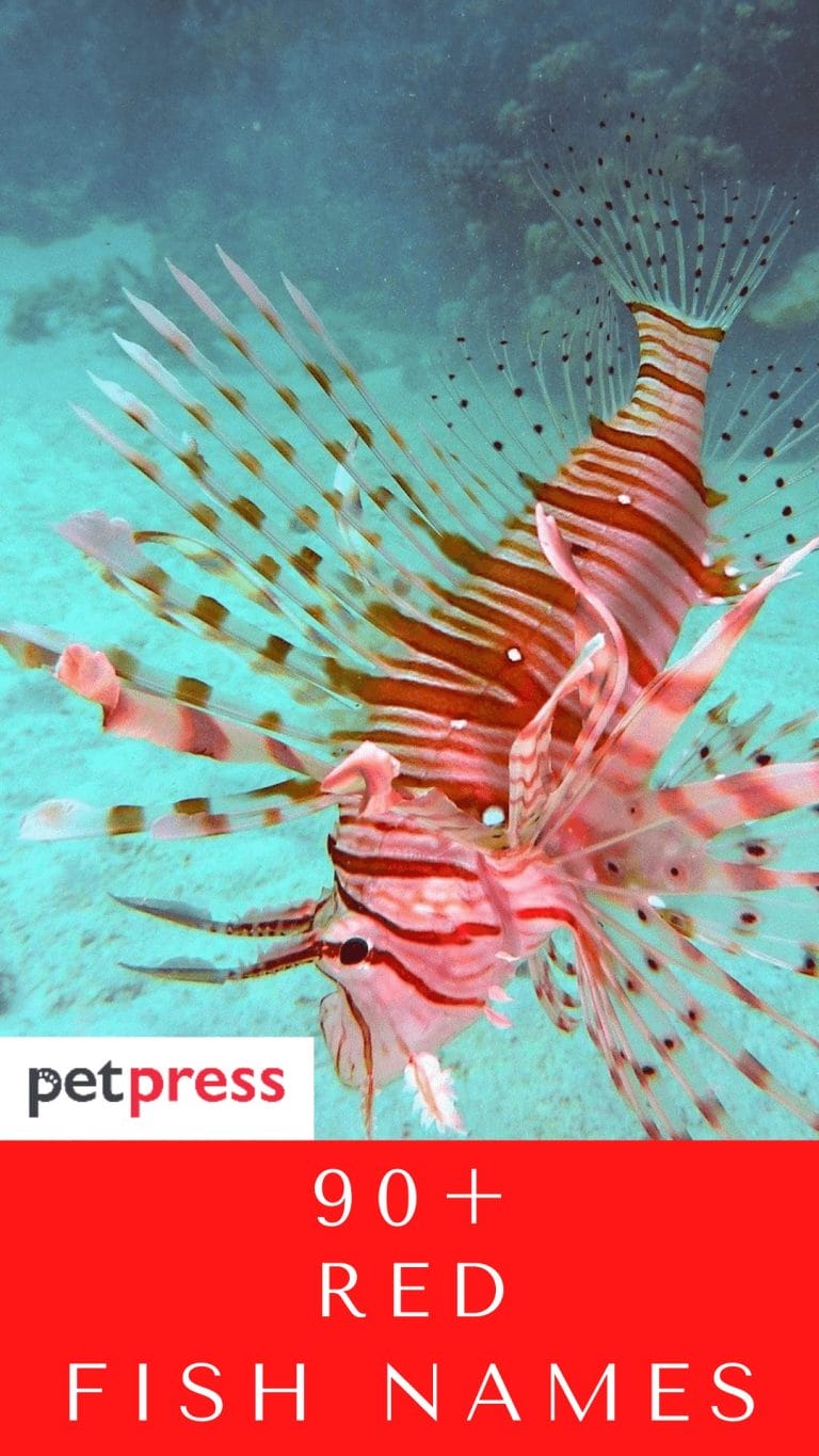 90+ Red Fish Names - Best Fish Name Ideas For Your Red Pet Fish