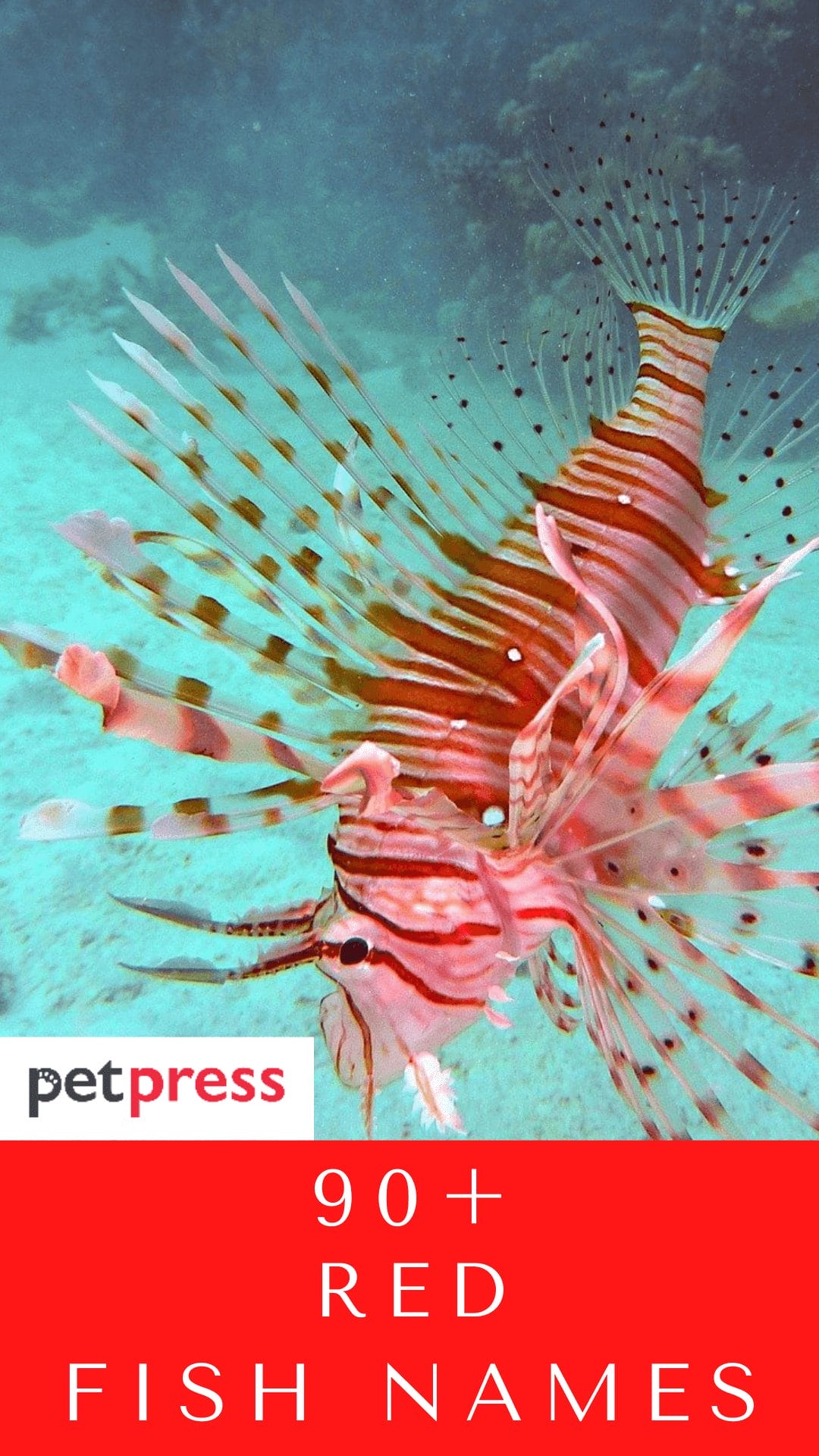 90+ Red Fish Names - Best Fish Name Ideas For Your Red Pet Fish