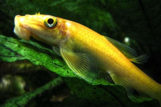 100+ Sucker Fish Names For Your Pet Sucker Fish