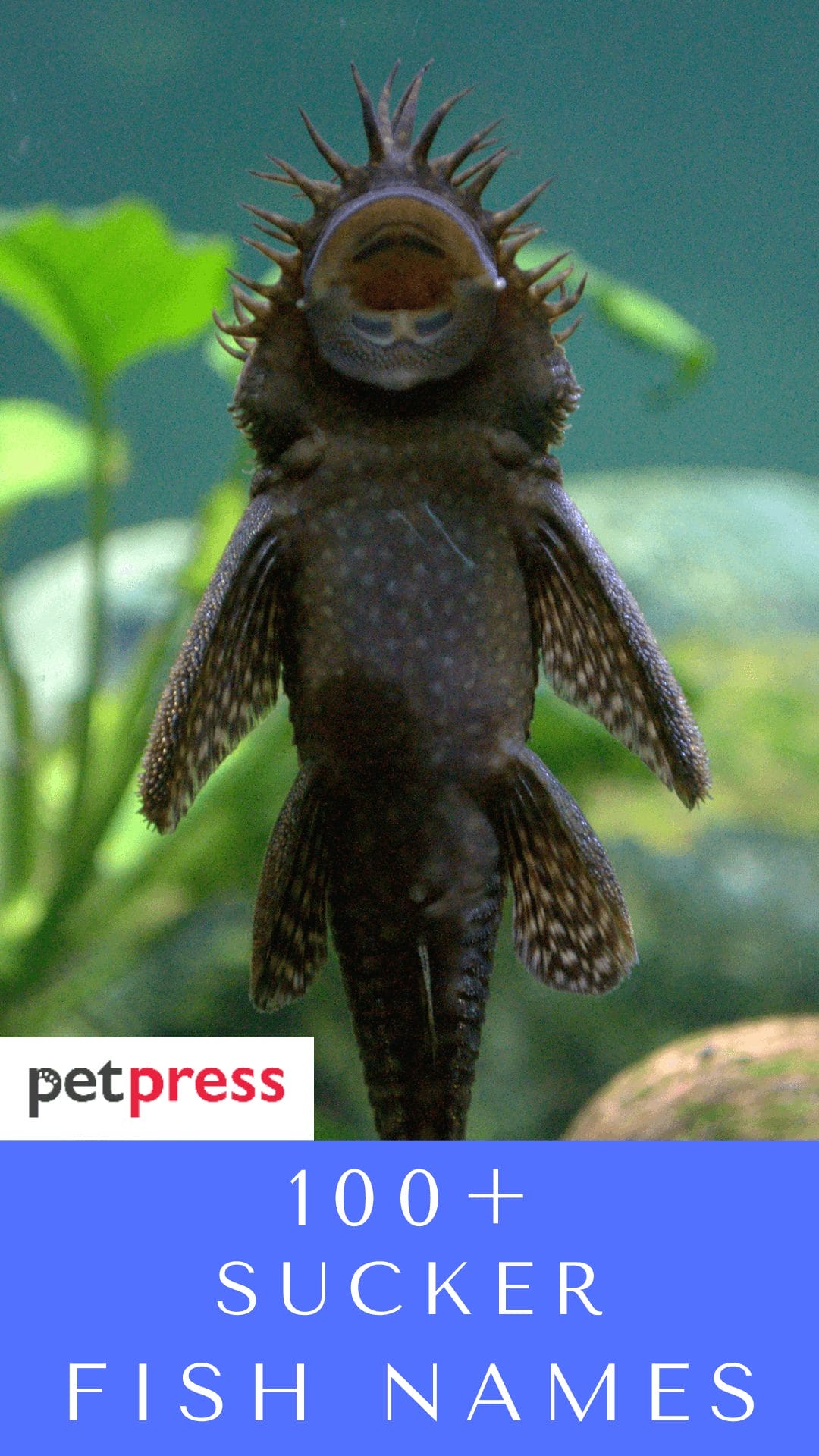 100+ Sucker Fish Names For Your Pet Sucker Fish